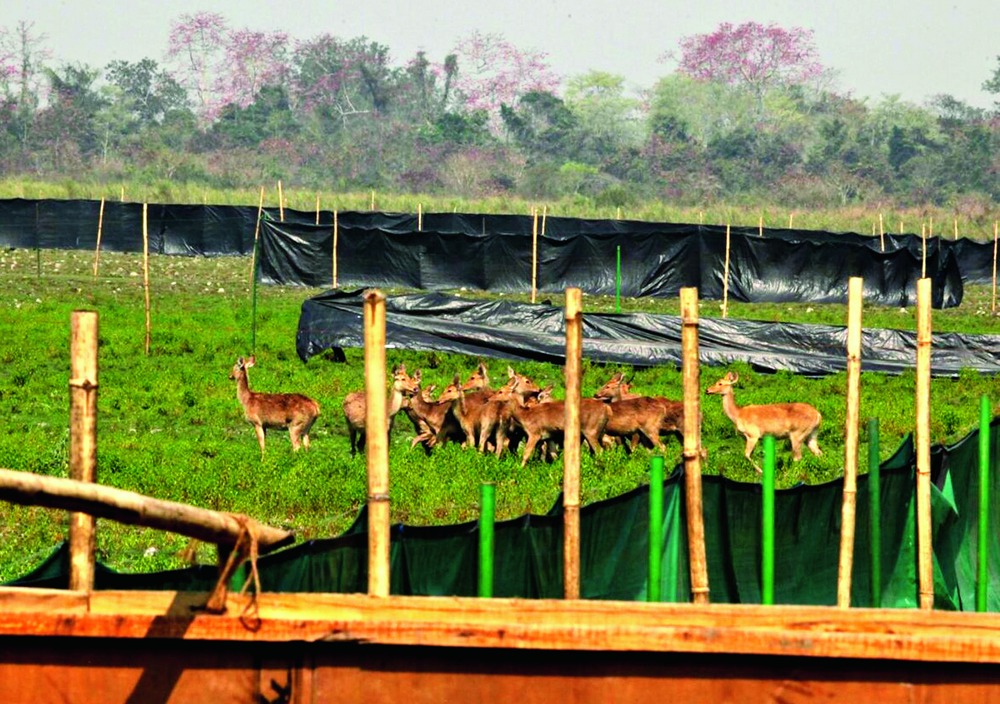 17 eastern swamp deer translocated to Manas - Telegraph India
