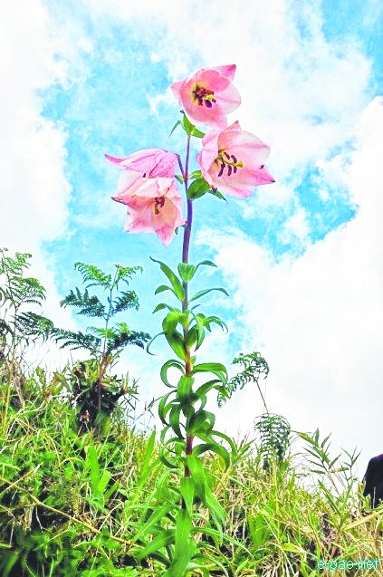 Siroy Lily Flower | Best Flower Site