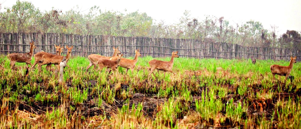 Manas hits deer century - Telegraph India