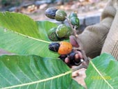 The poor man?s plant - Telegraph India