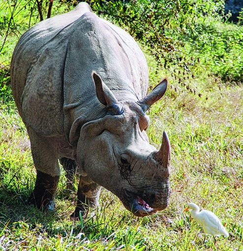 RTI activist picks holes in rhino count - Telegraph India