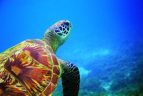 Microscope - Telegraph India