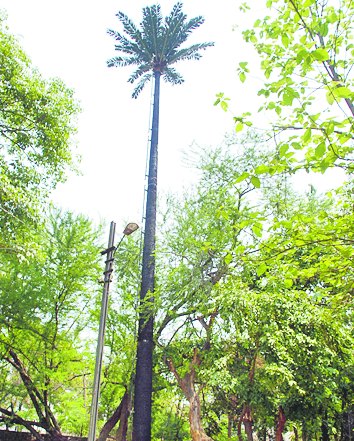 The Tree That Towers - Telegraph India