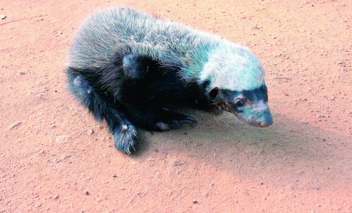 That's a honey badger - Telegraph India