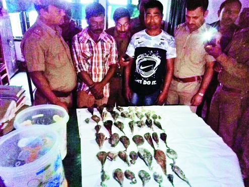 Bear gall bladders seized in Lakhimpur - Telegraph India