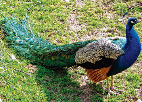 Old peacock plan in cocoon, Nitish dreams afresh - Telegraph India
