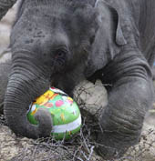 Scientist reveals: elephants can mimic - Telegraph India