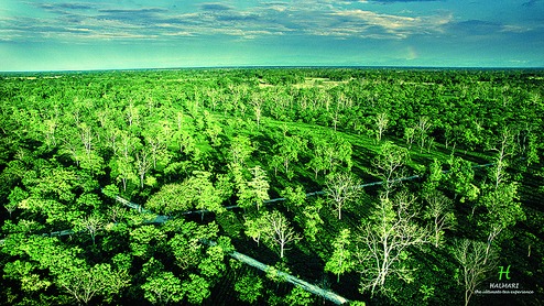 Halmari tea sets CTC world record in auctions - Telegraph India