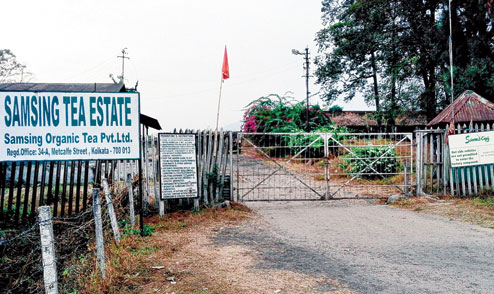 Fast relief for garden - State rushes to get tea estate reopened to ...