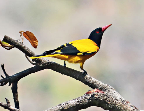Explore, learn and have fun - Telegraph India