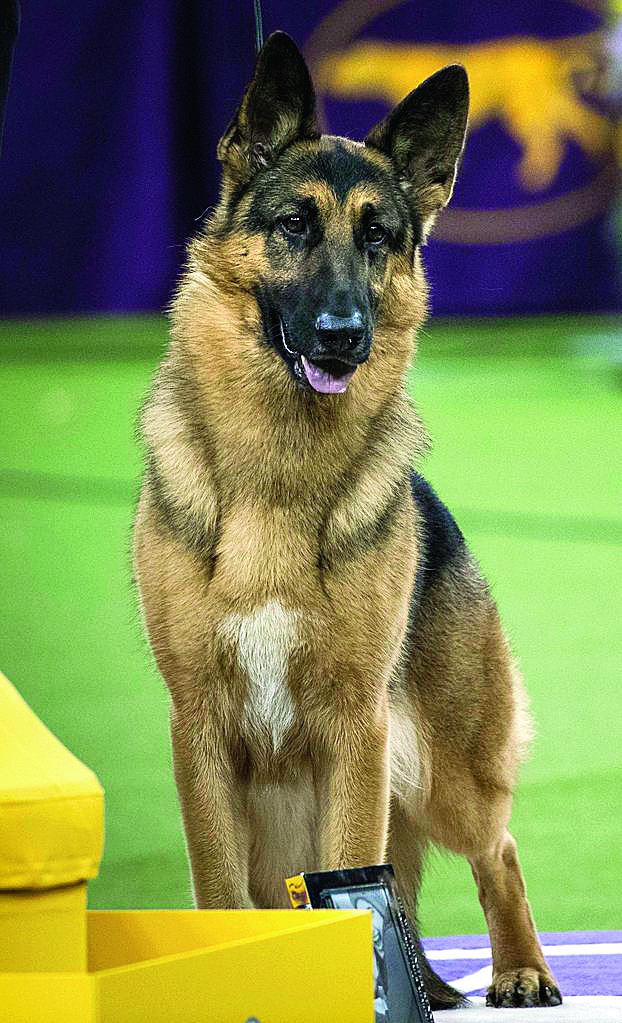 India help for Dhaka canine centre - Telegraph India