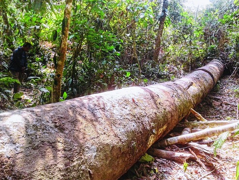 Timber smuggling rampant: NGO - Telegraph India