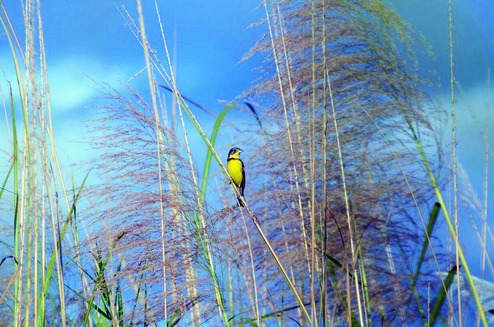 Rare migratory bird in Loktak - Telegraph India