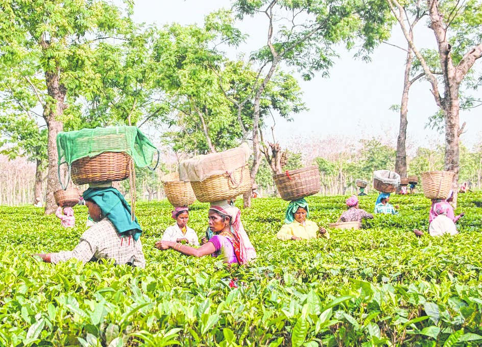 Firm eyes services for Assam tea workers - Telegraph India