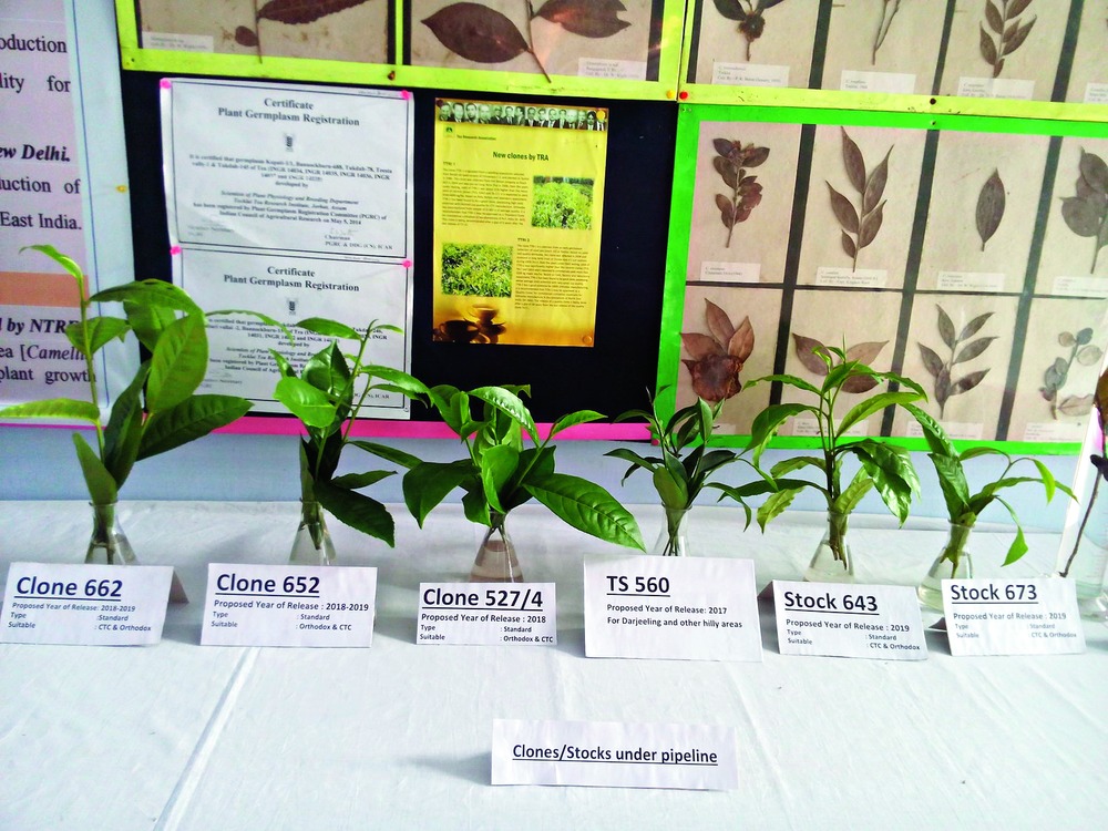 Tocklai ready with four tea clones - Telegraph India