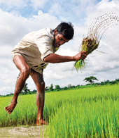 Institute develops flood-resistant rice - Telegraph India