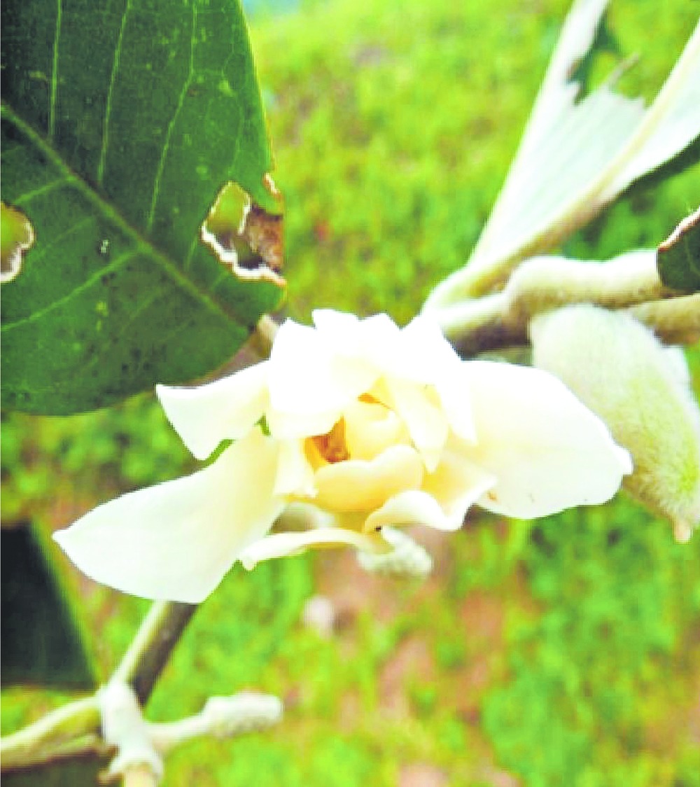 NE scientists spot rare tree - Telegraph India