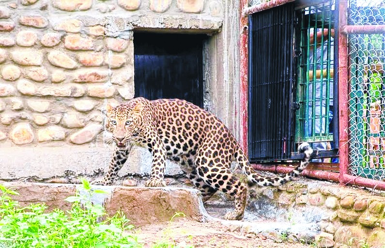 Adopt an animal, save zoo - Telegraph India