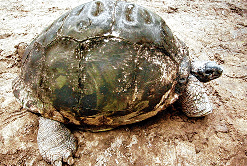 GeNext steps out of shell to uphold legacy - Seychelles duo to replace ...