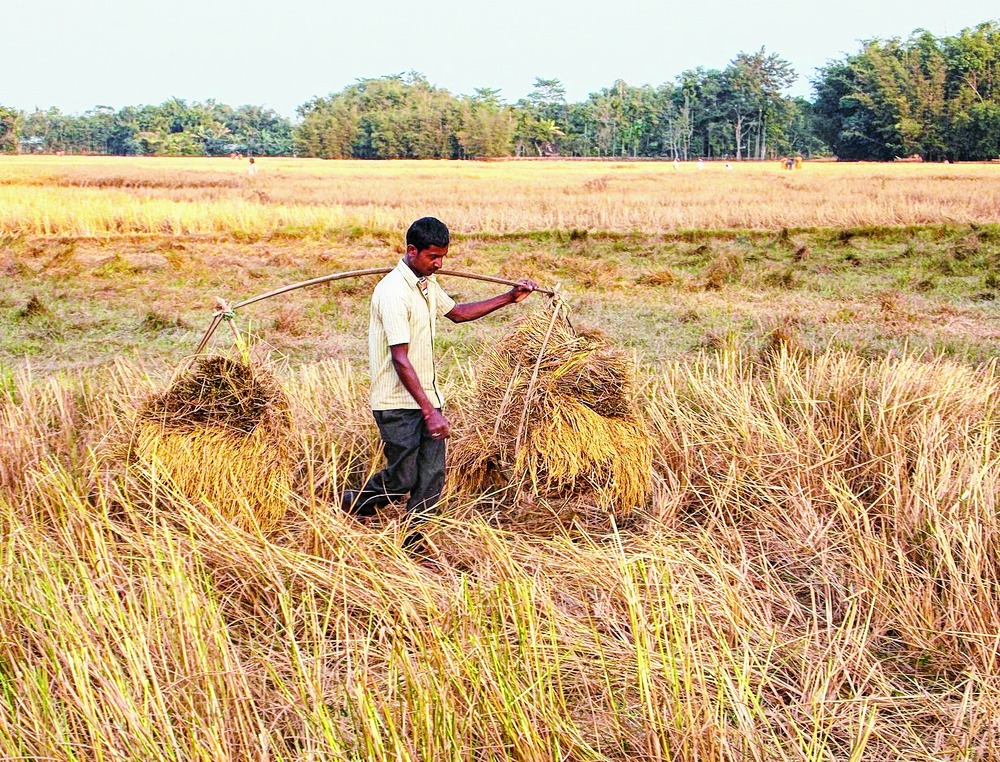 4 agencies to procure paddy - Telegraph India