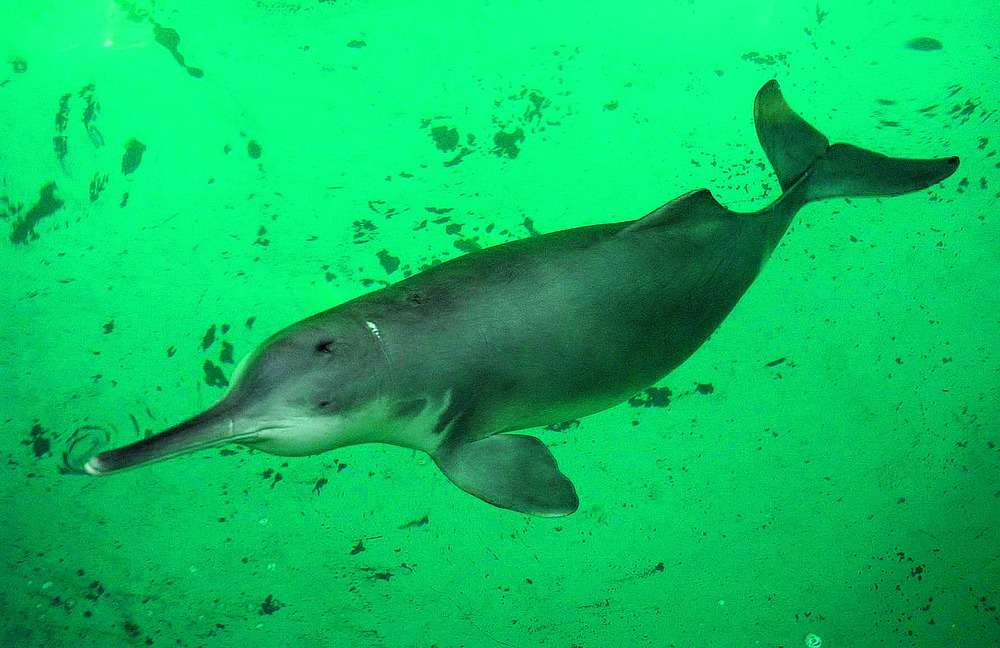 Project to save river dolphins - Telegraph India