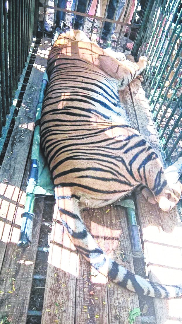 Tiger sedated on campus - Telegraph India