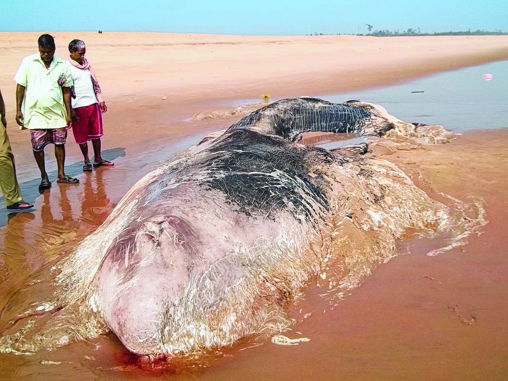 Giant Whale Shark Washes Ashore