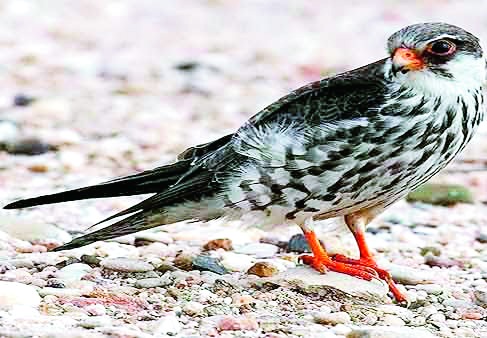 Umrangshu vows to protect Amur - Telegraph India