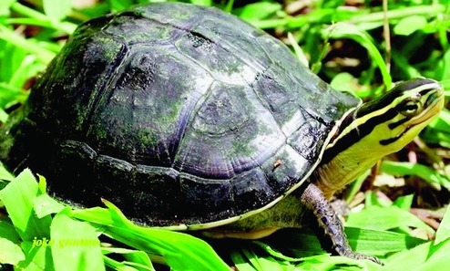 First sighting of box turtle in Barak - Telegraph India