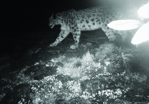 Camera traps snow leopard - Telegraph India