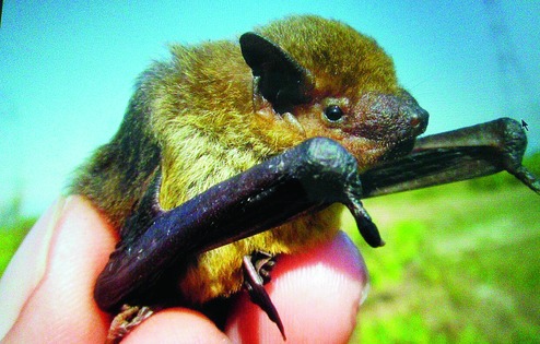 Two new bat species found in Assam - Telegraph India