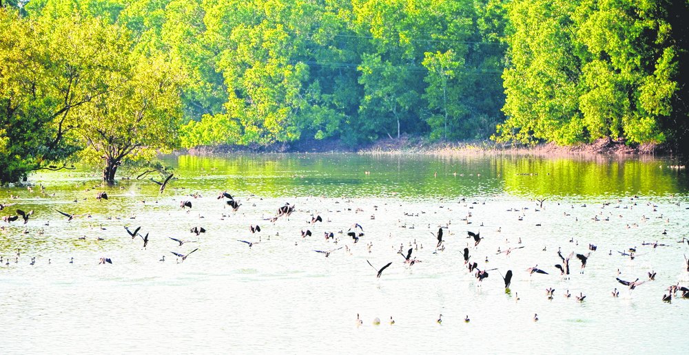 Winged guests flock to twin cities - Forty-three species of birds have ...