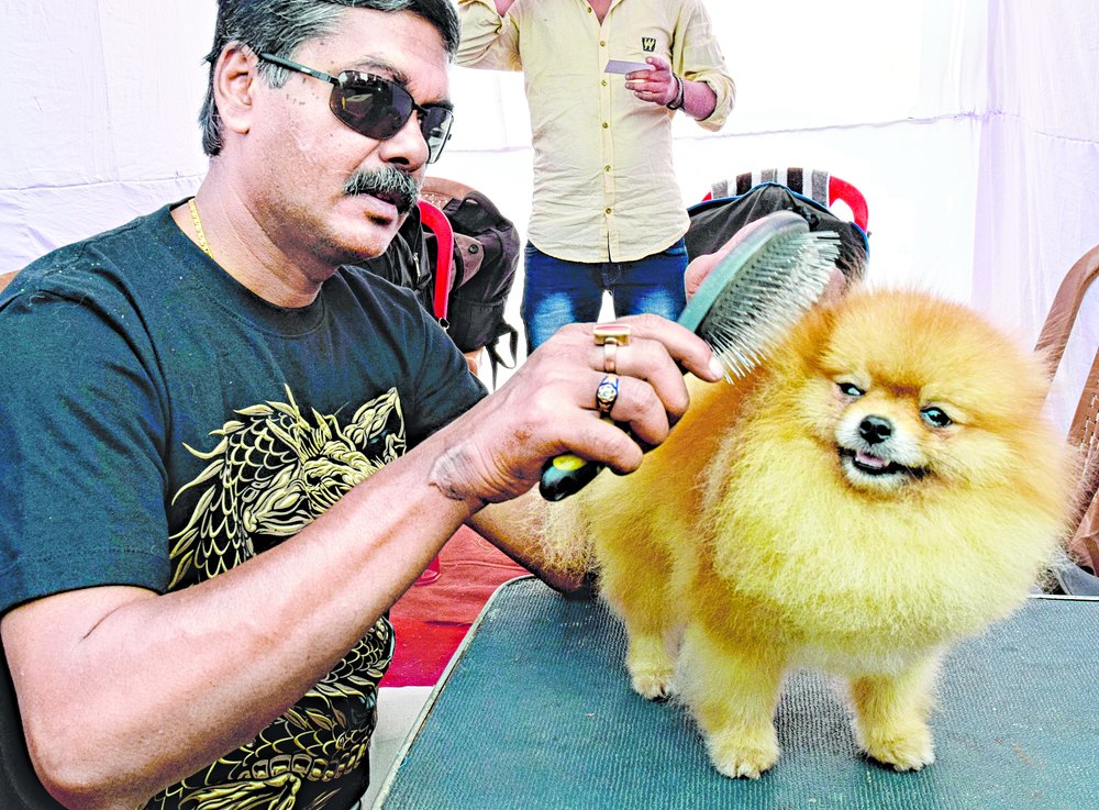 Dogs wag tail & walk the ramp - Odisha Kennel Club announces three ...