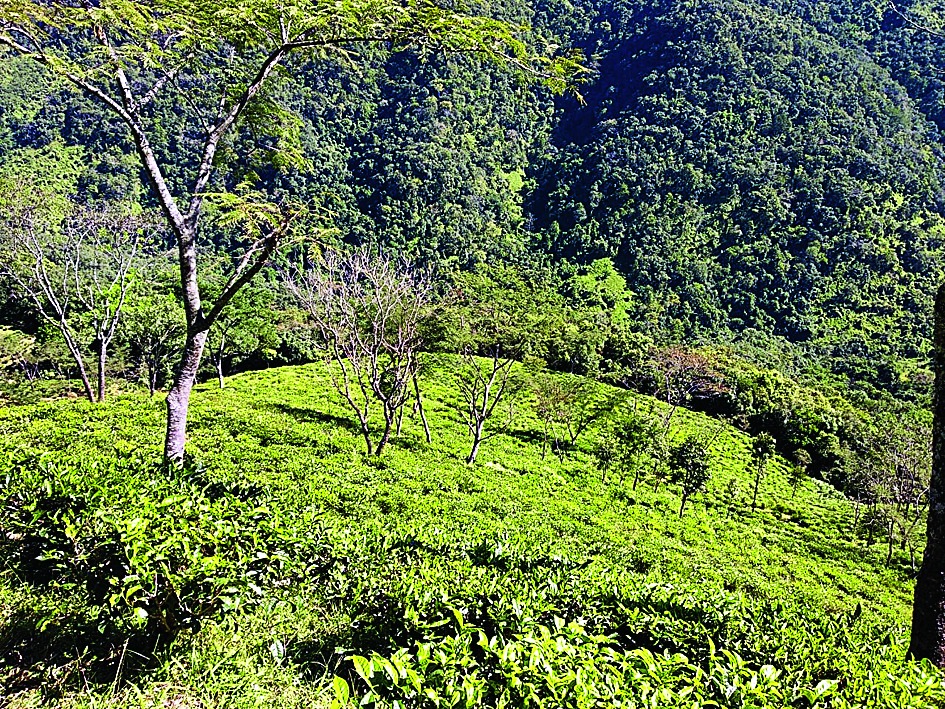 Mizoram tea debut at Guwahati auctions - Telegraph India