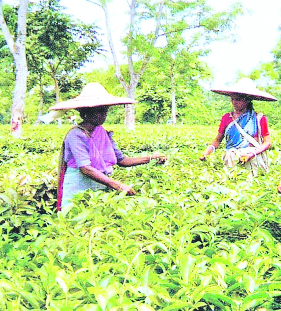 Singpho brew greets tourists - japan team learns secret of making ...