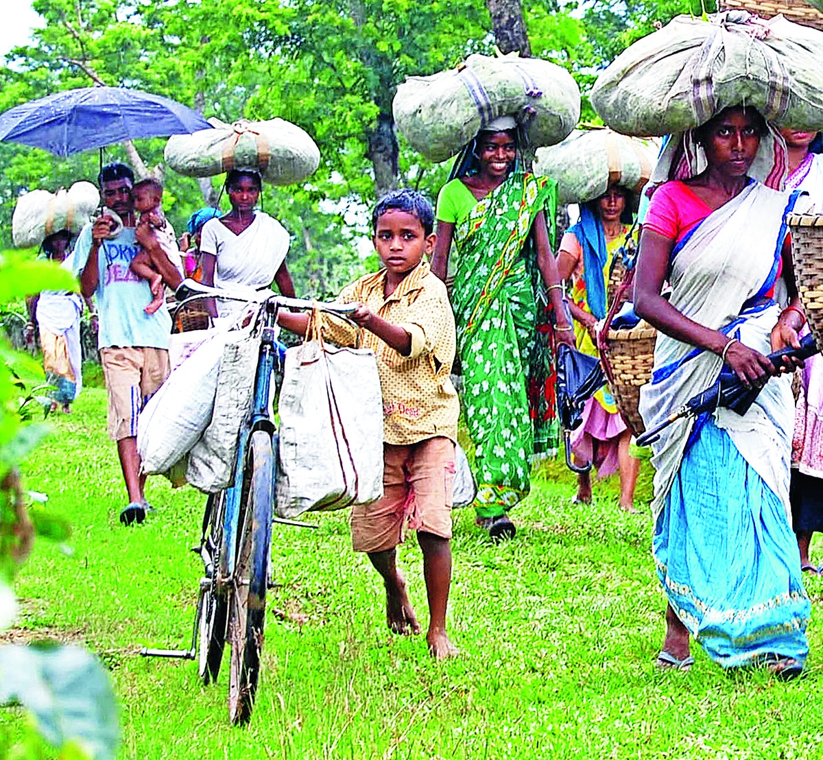 Glare on child tea workers after global flak - Telegraph India