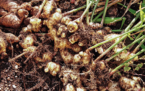 For a touch of ginger in life - Telegraph India