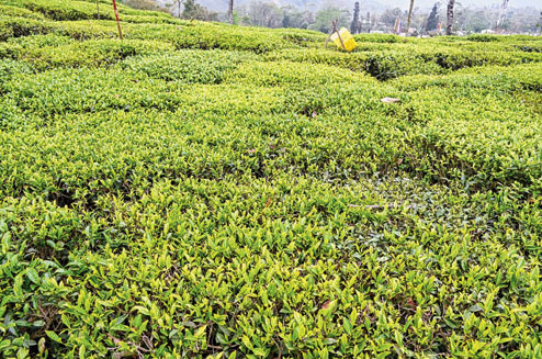 Work suspended in Tukvar tea garden - Telegraph India