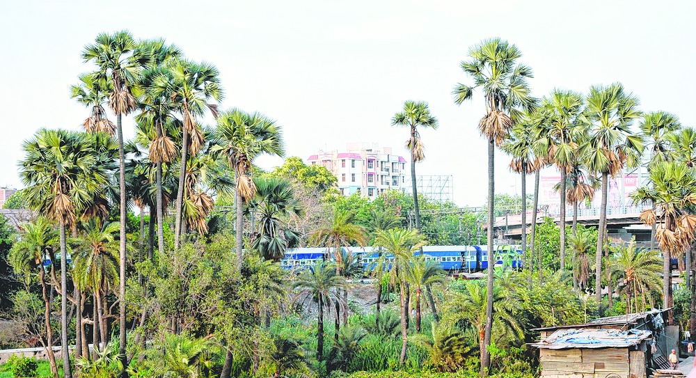 Tamil Nadu help for neera - Telegraph India