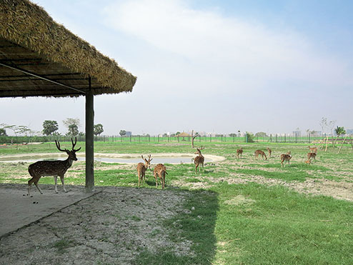 Deer park set for debut - Telegraph India