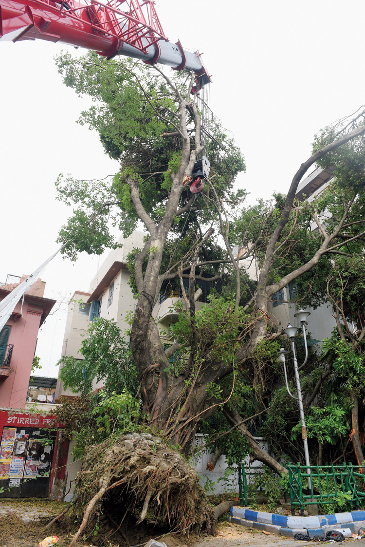 Cyclone Amphan in West Bengal: The leaning tree of Southern Avenue ...