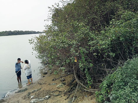 Insect study along coast - Telegraph India