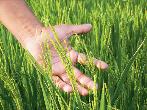 SEEDS OF FEAR - Telegraph India