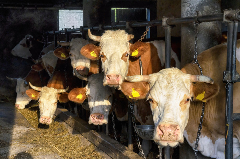 Cow reform for jail inmates - Telegraph India