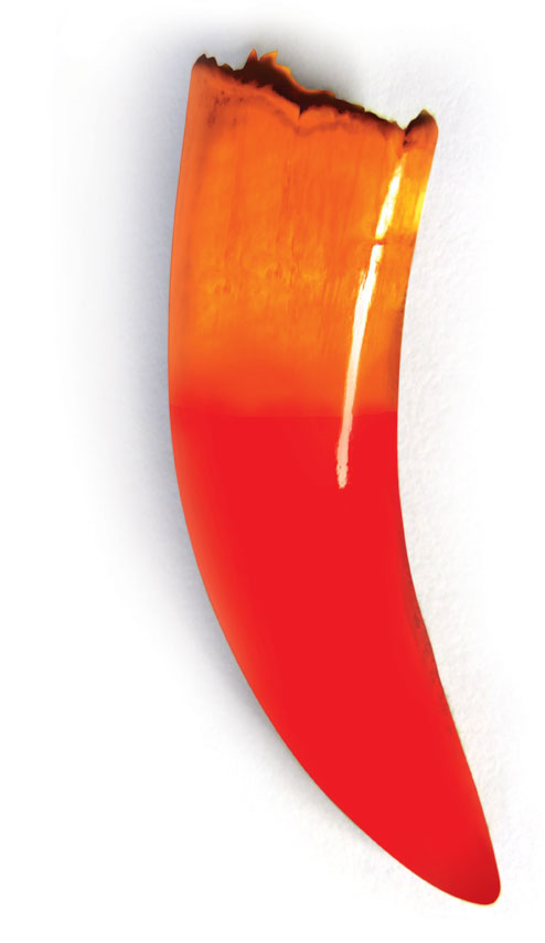 It’s showing: Narendra Modi’s IDEOLOGICAL TEETH - Telegraph India